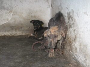 Homepage - Legacy for animals ROLDA