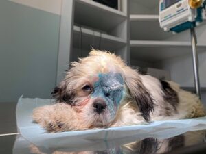 Homepage - Legacy for animals ROLDA